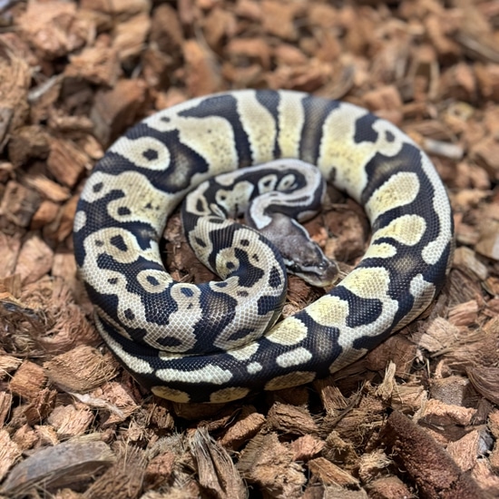 Pastel Vanilla/fire Arroyo Ball Python by Freedom Breeder