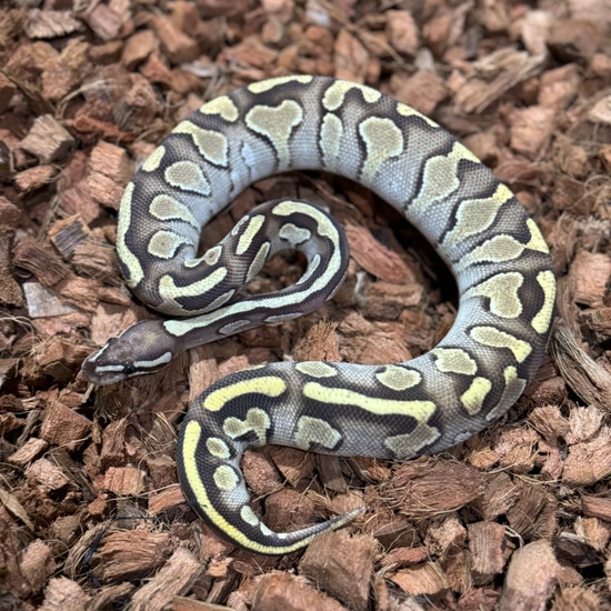 Lesser Yellowbelly Ball Python by Freedom Breeder