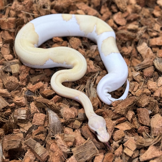 Coral Glow Mojave Pied Ball Python by Freedom Breeder