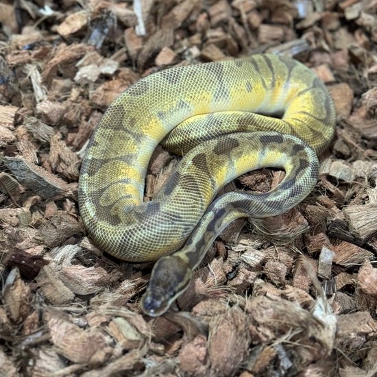 Enchi Sunset Ball Python by Freedom Breeder