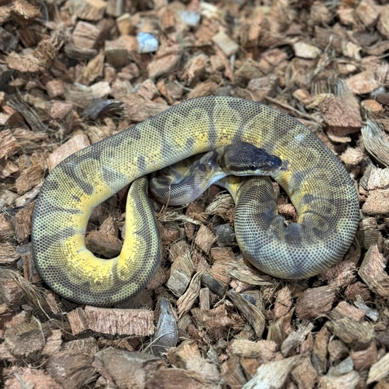 Enchi Sunset Ball Python by Freedom Breeder