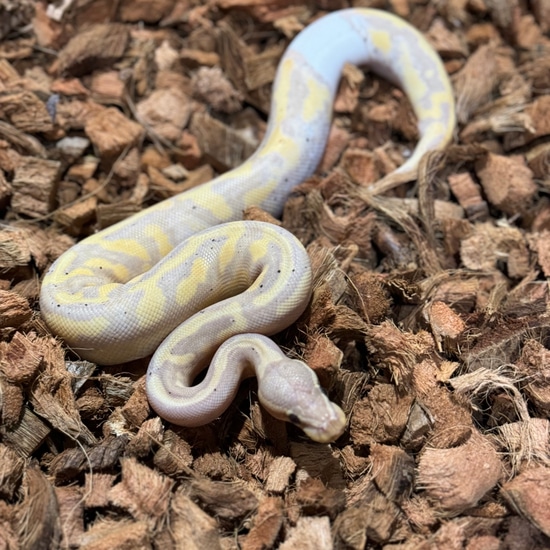 Coral Glow Pied Ball Python by Freedom Breeder