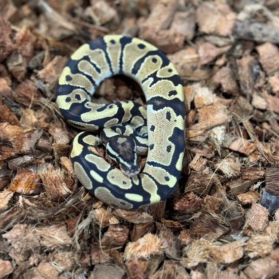 Fire/Vanilla Arroyo Ball Python by Freedom Breeder