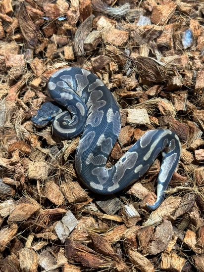 100% Het Pied Ball Python by Freedom Breeder