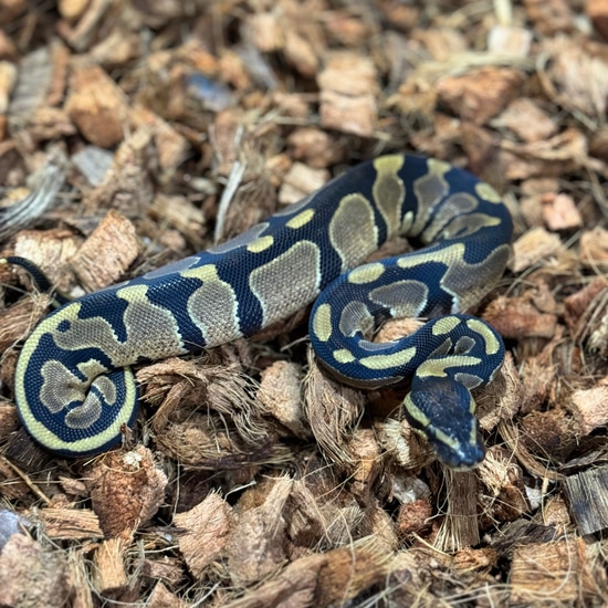 100% Het Pied Ball Python by Freedom Breeder