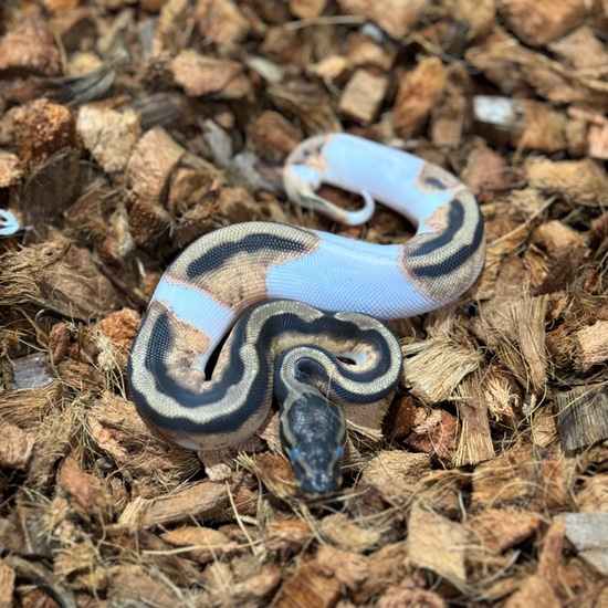Pied Ball Python by Freedom Breeder