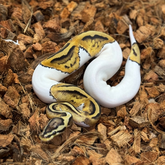 Pastel Pied 100% Het Clown Ball Python by Freedom Breeder