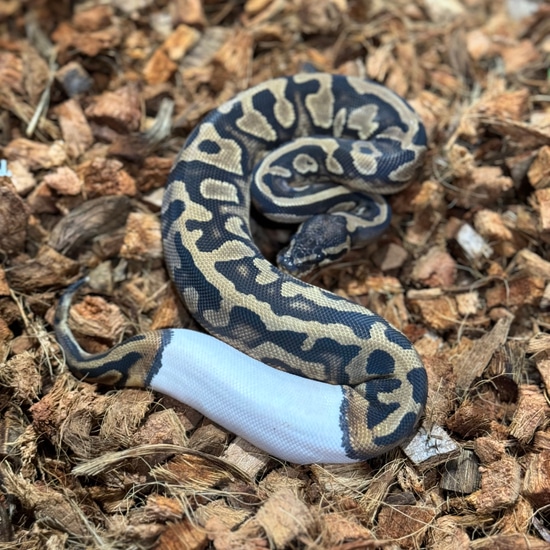 Pied Ball Python by Freedom Breeder