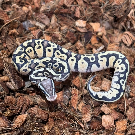 Pastel Fire/vanilla Arroyo Ball Python by Freedom Breeder