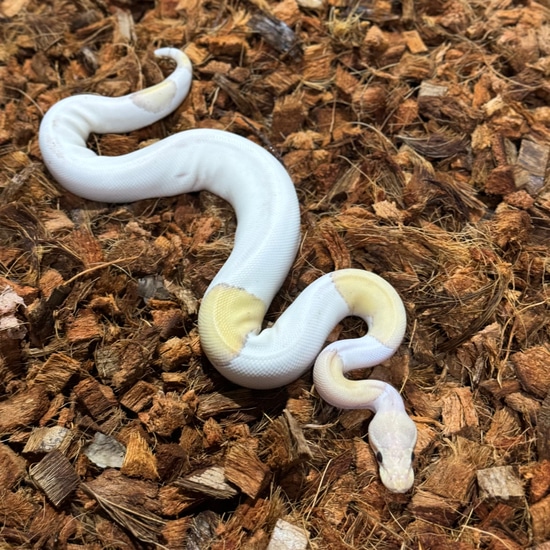 Coral Glow Mojave Pied Ball Python by Freedom Breeder