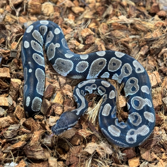 Black Axanthic Ball Python by Freedom Breeder