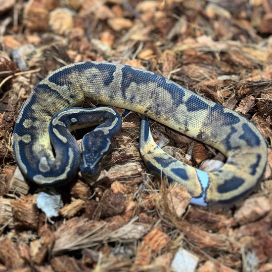 Pied Ball Python by Freedom Breeder