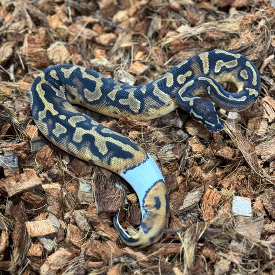 Pied Ball Python by Freedom Breeder