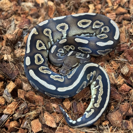 Cinnamon Gravel Ball Python by Freedom Breeder