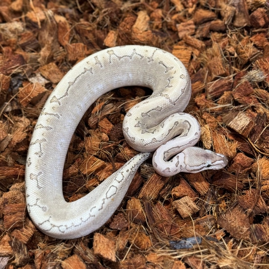Bamboo Pinstripe 100% Het Albino Ball Python by Freedom Breeder