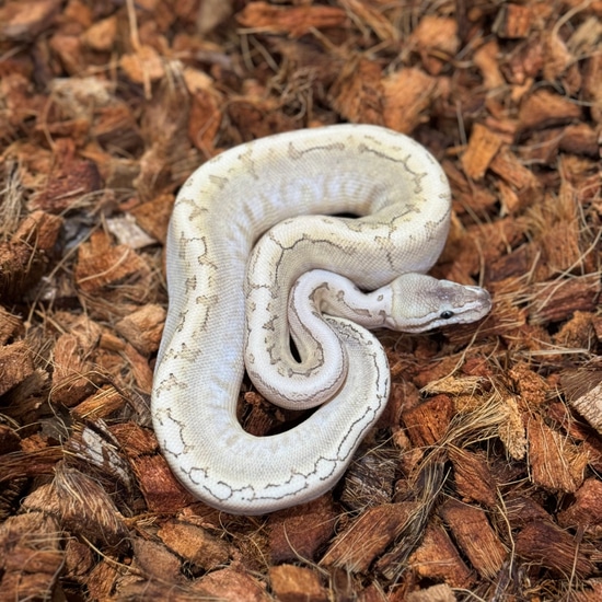 Pastel Bamboo Pinstripe 100% Het Albino Ball Python by Freedom Breeder