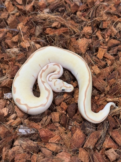 Coral Glow Spider Clown Ball Python by Freedom Breeder
