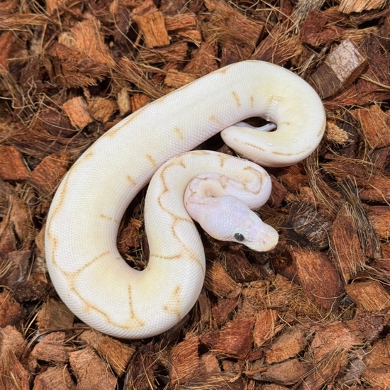 Coral Glow Bumblebee Clown Ball Python by Freedom Breeder