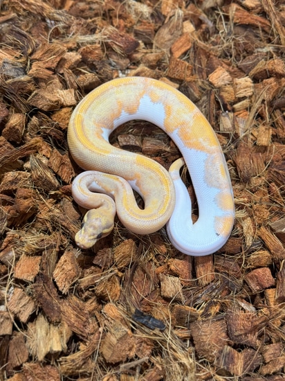Coral Glow Bongo Pied Ball Python by Freedom Breeder