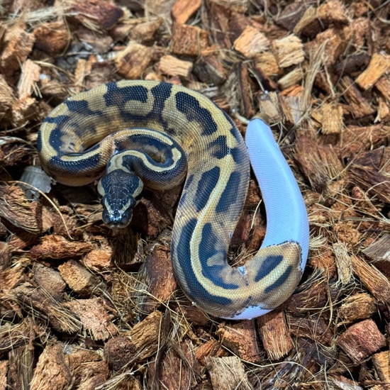 Pied Ball Python by Freedom Breeder
