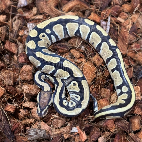 Fire 100% Het Clown Ball Python by Freedom Breeder