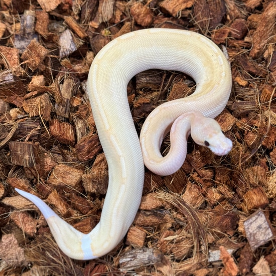Coral Glow Champagne Ball Python by Freedom Breeder