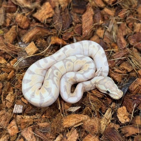 Coral Glow Woma Ball Python by Freedom Breeder