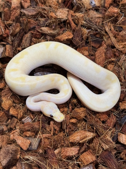 Coral Glow Champagne Pastel Pos. Yellowbelly Ball Python by Freedom Breeder