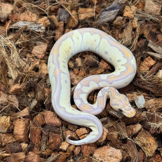 Coral Glow Clown Ball Python by Freedom Breeder