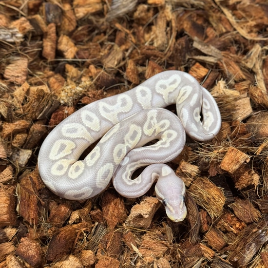 Coral Glow Mojave HRA Ball Python by Freedom Breeder