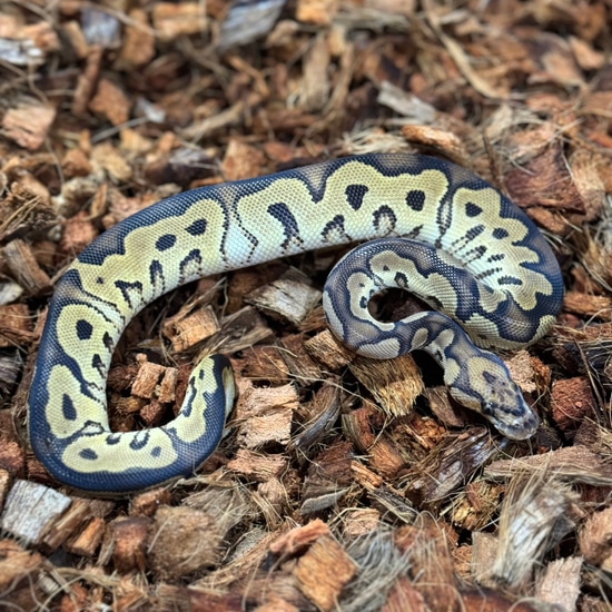 Yellow Belly Clown Ball Python by Freedom Breeder