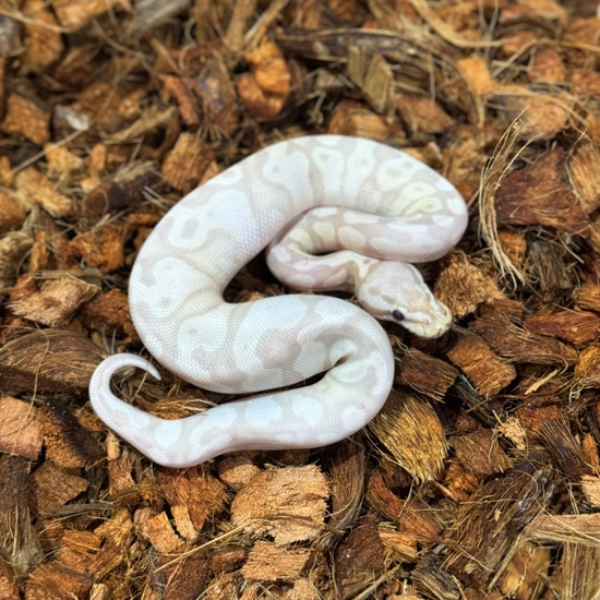 Super Coral Glow Pastel 100% Het Clown Ball Python by Freedom Breeder