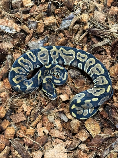Leopard Yellow Belly Ball Python by Freedom Breeder