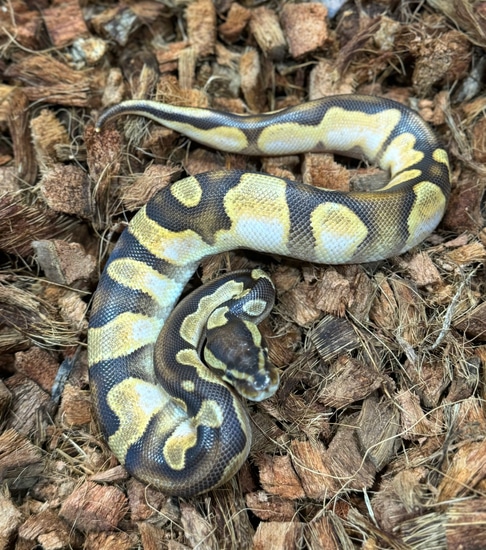 Fire Orange Dream Chocolate Enchi Calico 100% Het Sunset Ball Python by ...