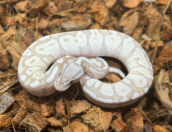 Super Pastel Coral Glow VPI Ball Python by Freedom Breeder