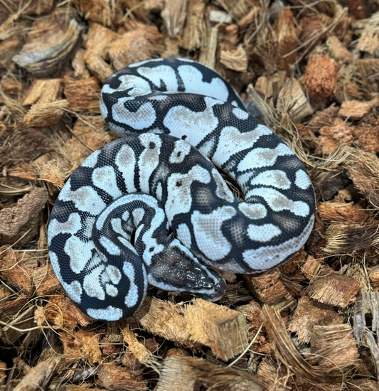 Pastel VPI Axanthic Ball Python by Freedom Breeder