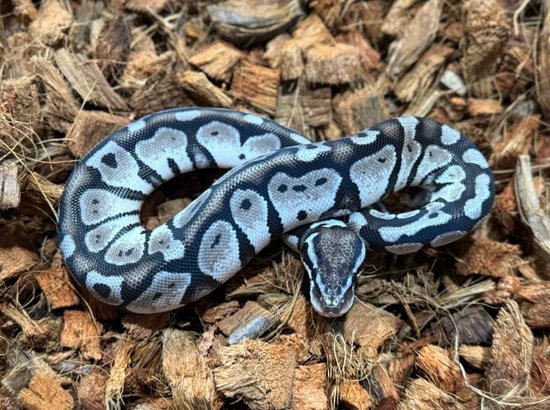 Pastel VPI Axanthic Ball Python by Freedom Breeder