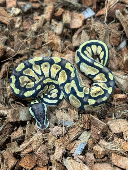 Pastel 100% Het VPI Axanthic Ball Python by Freedom Breeder