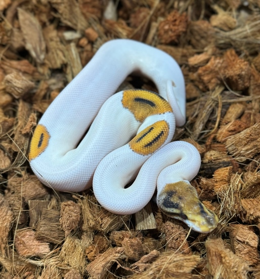 Orange Dream Pinto Pied POS. Enchi Ball Python by Freedom Breeder