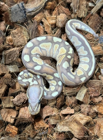 Coral Glow Orange Dream Russo 100% Het Pied Ball Python by Freedom Breeder