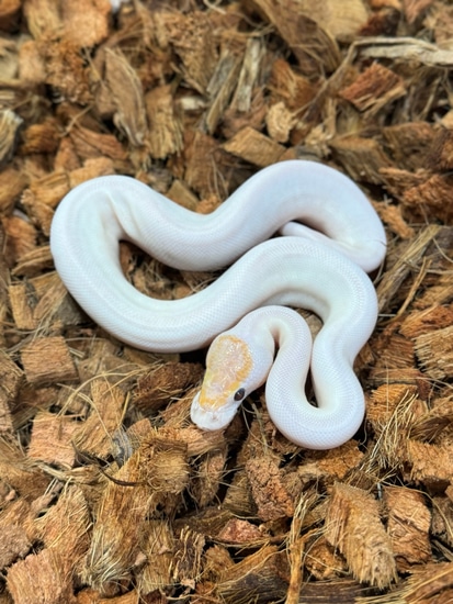 Coral Glow Orange Dream Pinto Ball Python by Freedom Breeder