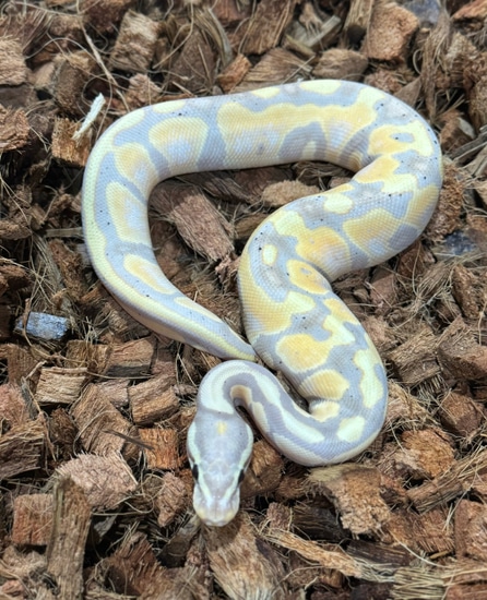 Coral Glow Yb/Specter Ball Python by Freedom Breeder