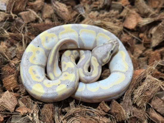 Coral Glow Orange Dream Calico Ball Python by Freedom Breeder