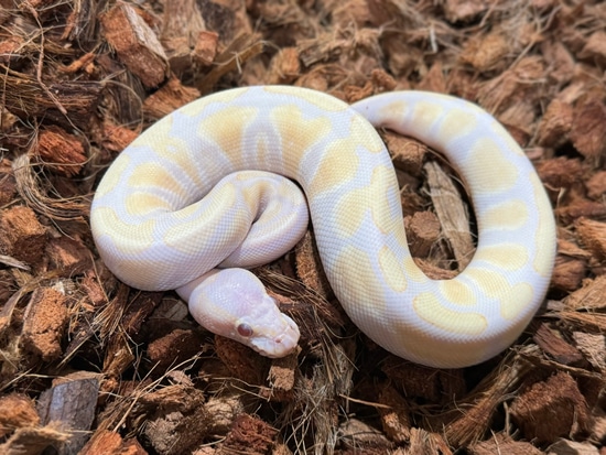 Coral Glow Lavender Albino Ball Python by Freedom Breeder