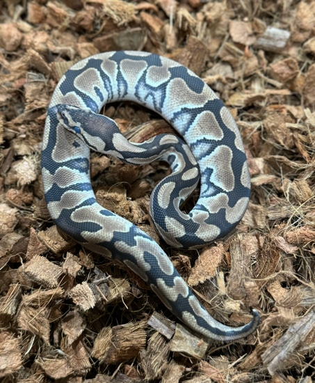 Cryptic Ball Python by Freedom Breeder
