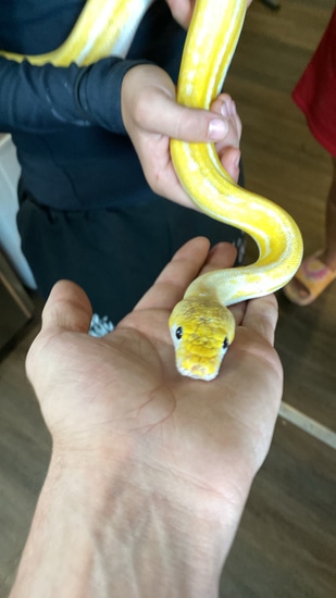 Ultra Ivory Reticulated Python by Freedom Reptiles Exotics & Enclosures