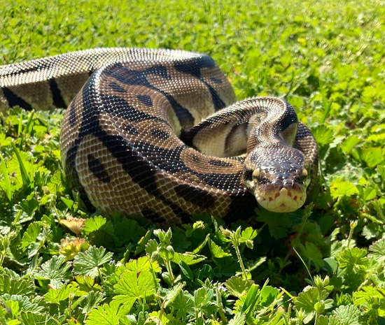 Pastel/Normal Ball Python by Freedom Reptiles Exotics & Enclosures