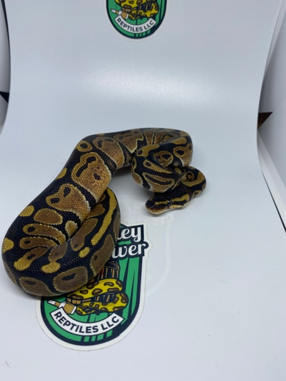 Normal Ball Python by Whiskey River Reptiles