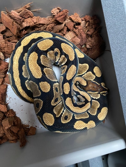 Normal Ball Python by Whiskey River Reptiles