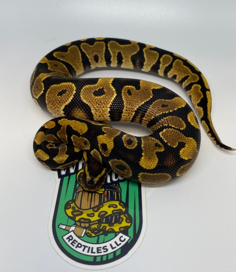Yellowbelly Ball Python by Whiskey River Reptiles